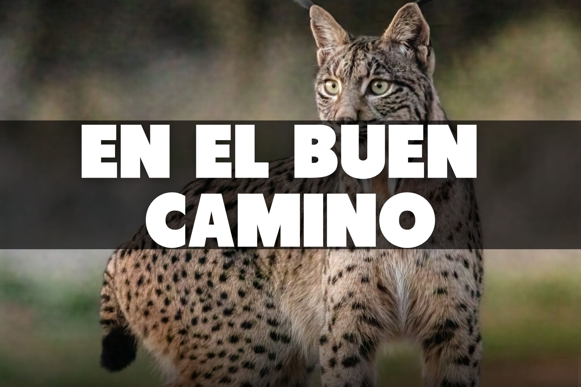 La mejor noticia: el lince ibérico multiplicó por 13 su población en 20 ...